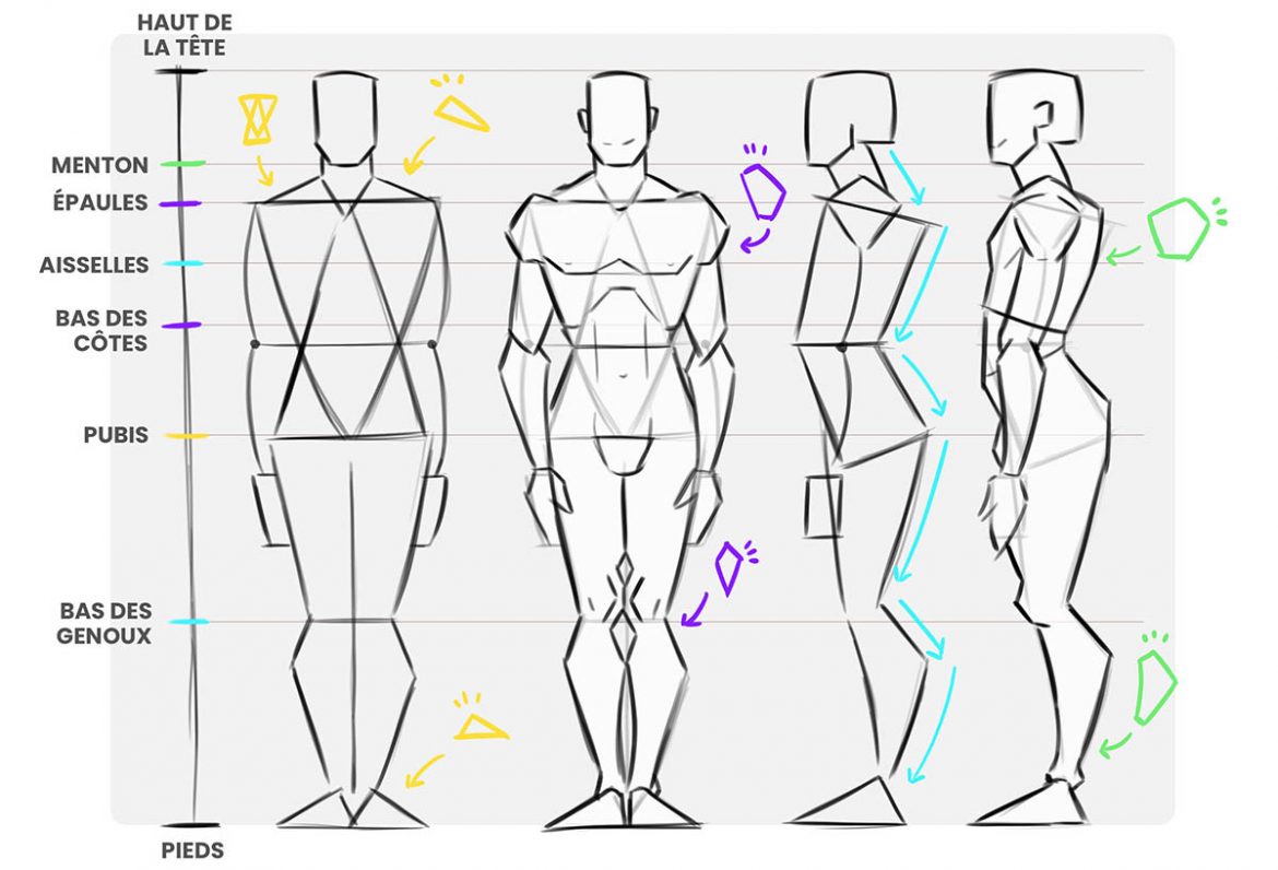Comment bien dessiner les proportions du corps humain ? – Zephy